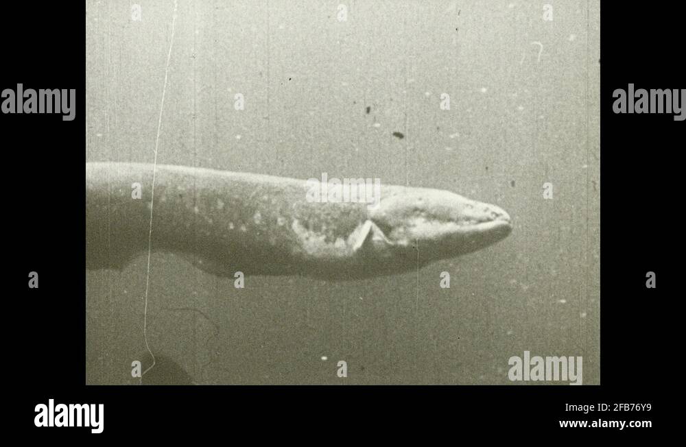 Moray eel head Stock Videos & Footage - HD and 4K Video Clips - Alamy