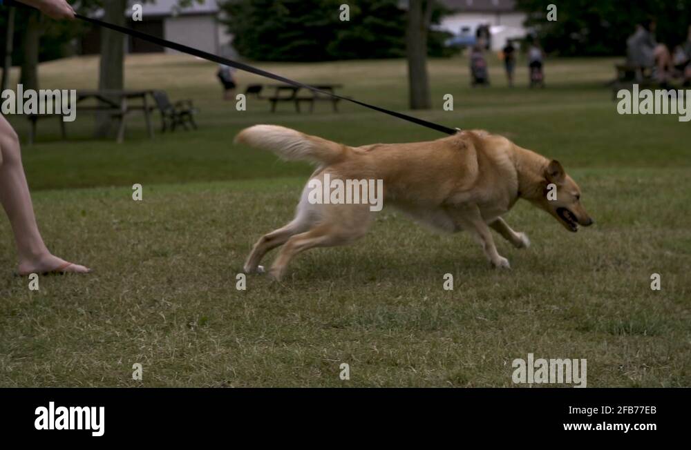 Dog pulling leash Stock Videos & Footage - HD and 4K Video Clips - Alamy