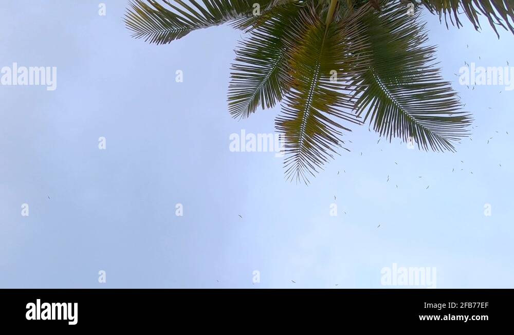 flock of birds circling in the sky slow motion looking up from below ...