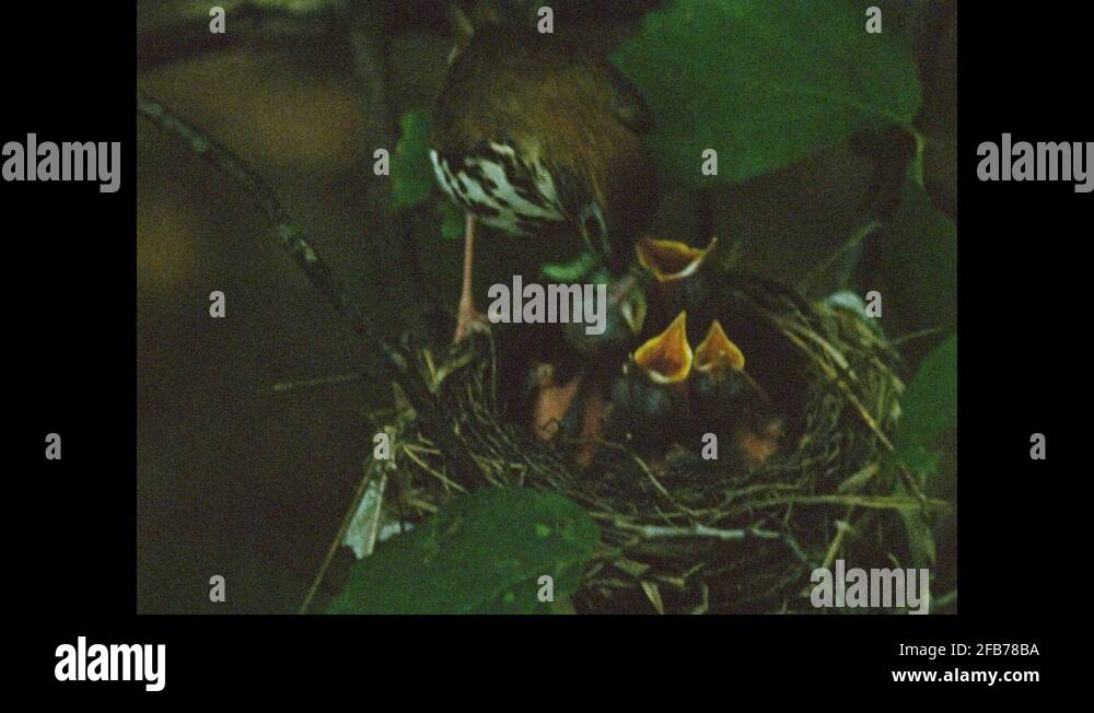 Ephemeral insects Stock Videos & Footage - HD and 4K Video Clips - Alamy