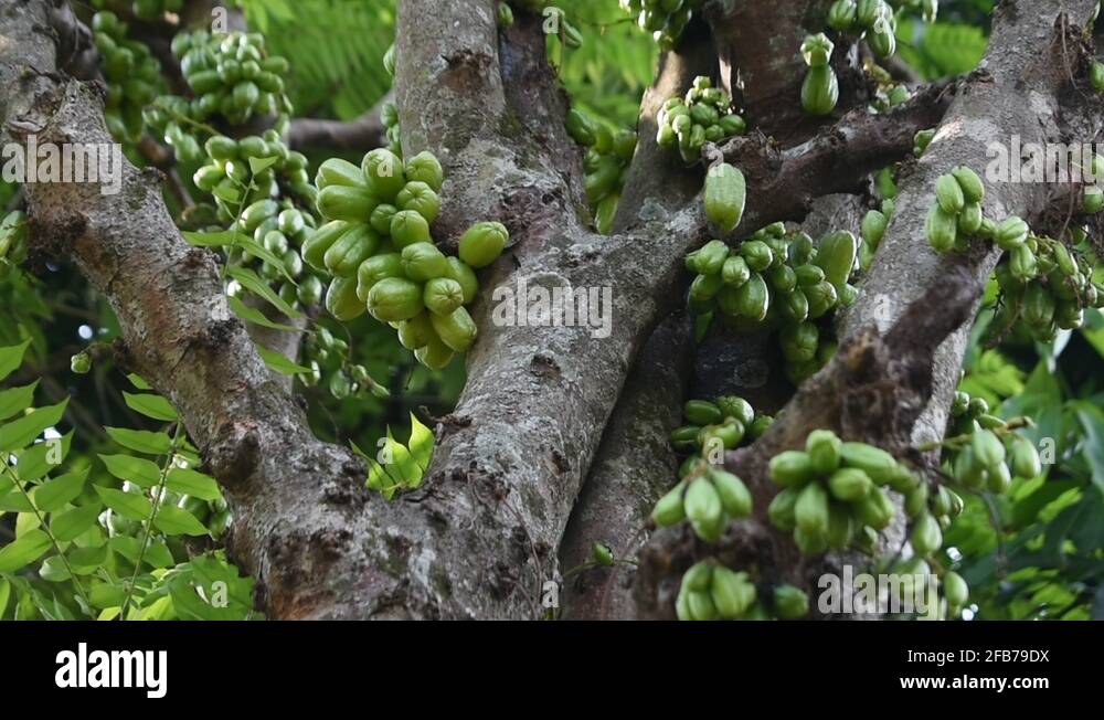 Bilimbi tree Stock Videos & Footage - HD and 4K Video Clips - Alamy