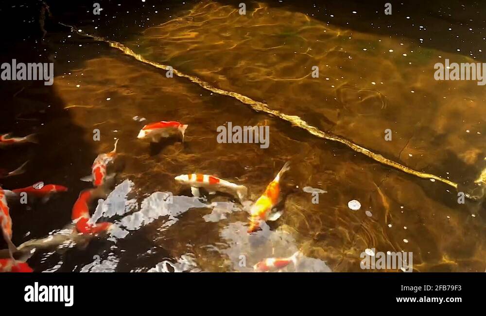 Koi fish pond with light reflection on surface Stock Video Footage - Alamy