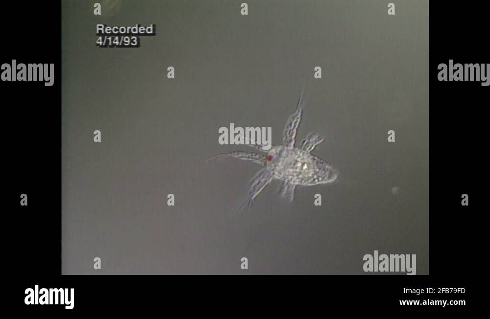 Zooplankton light microscope Stock Videos & Footage - HD and 4K Video ...