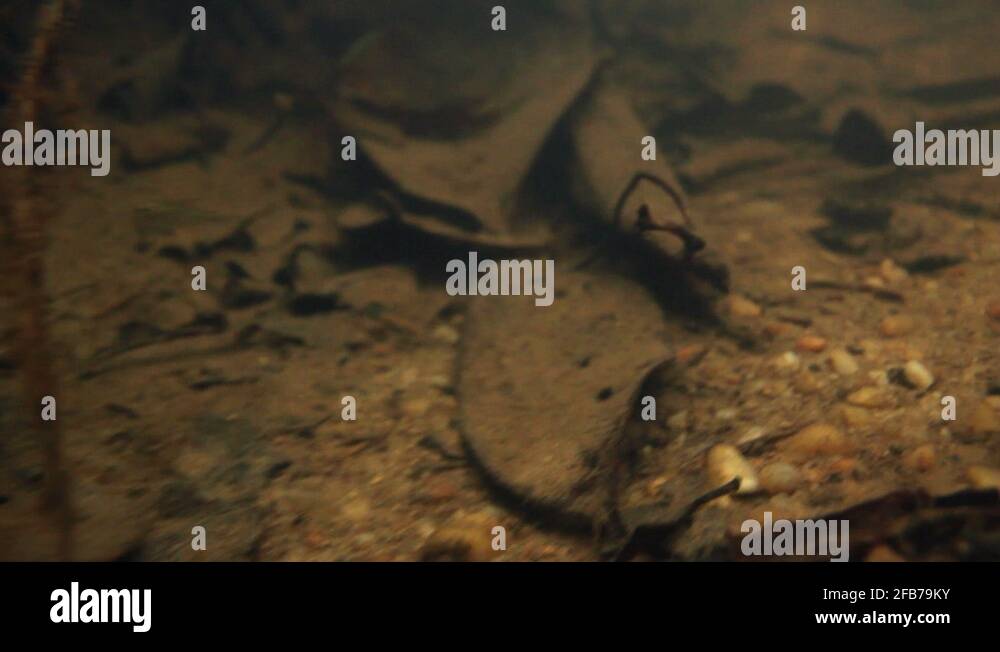 Rainforest fish Stock Videos & Footage - HD and 4K Video Clips - Alamy