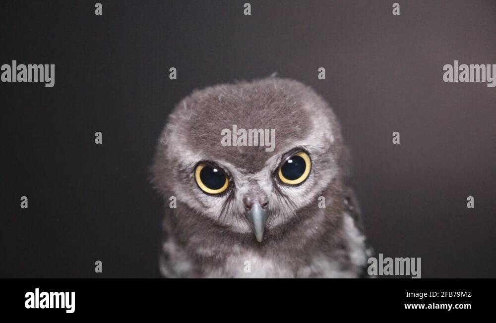 Black eagle owl Stock Videos & Footage - HD and 4K Video Clips - Alamy