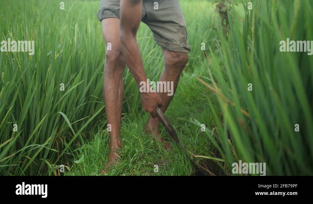 Barefoot and bare chested man working in a rice paddy keeping weeds and Stock Video Footage - Alamy