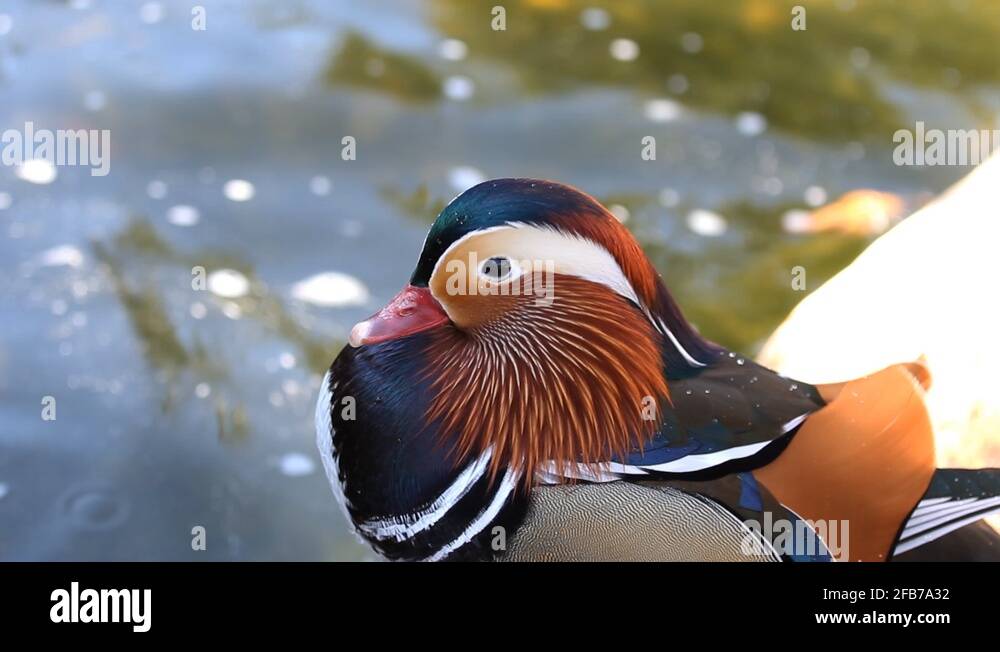 Japanese duck species Stock Videos & Footage - HD and 4K Video Clips ...