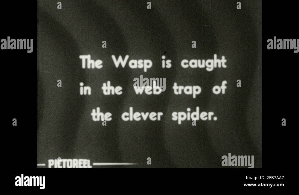 Wasp caught in web Stock Videos & Footage - HD and 4K Video Clips - Alamy