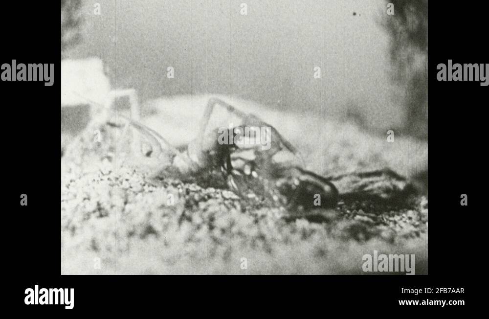 1930s: Scorpion and spider struggle. Scorpion waves its pincers. Spider ...