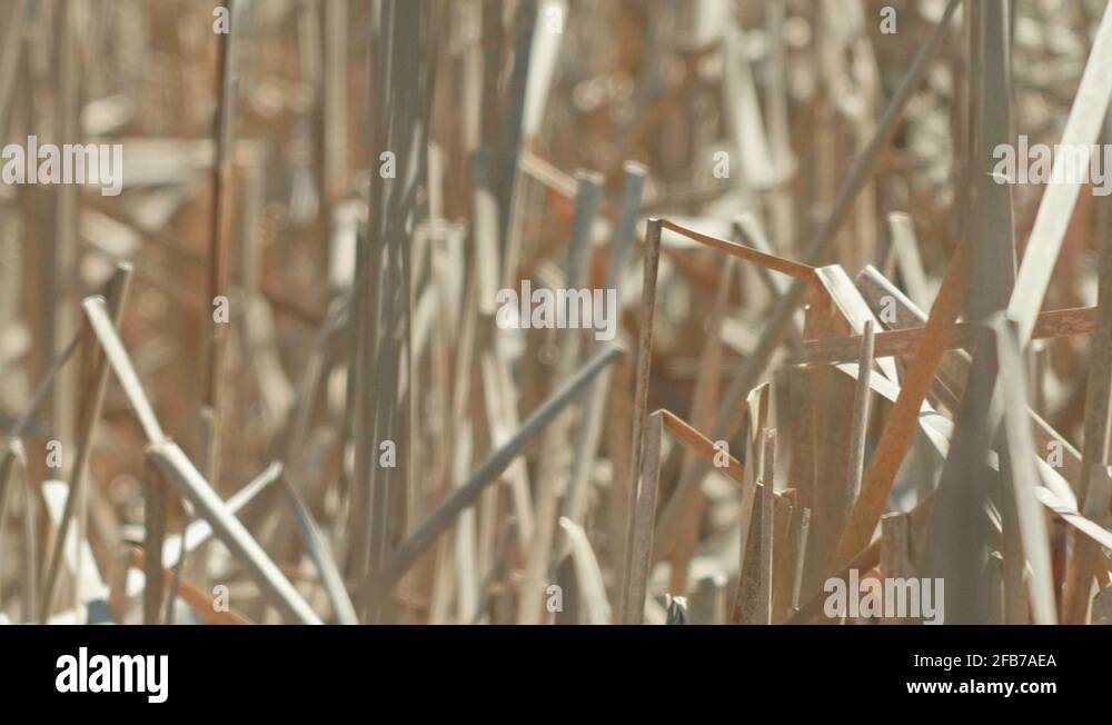 Cattail stems Stock Videos & Footage - HD and 4K Video Clips - Alamy