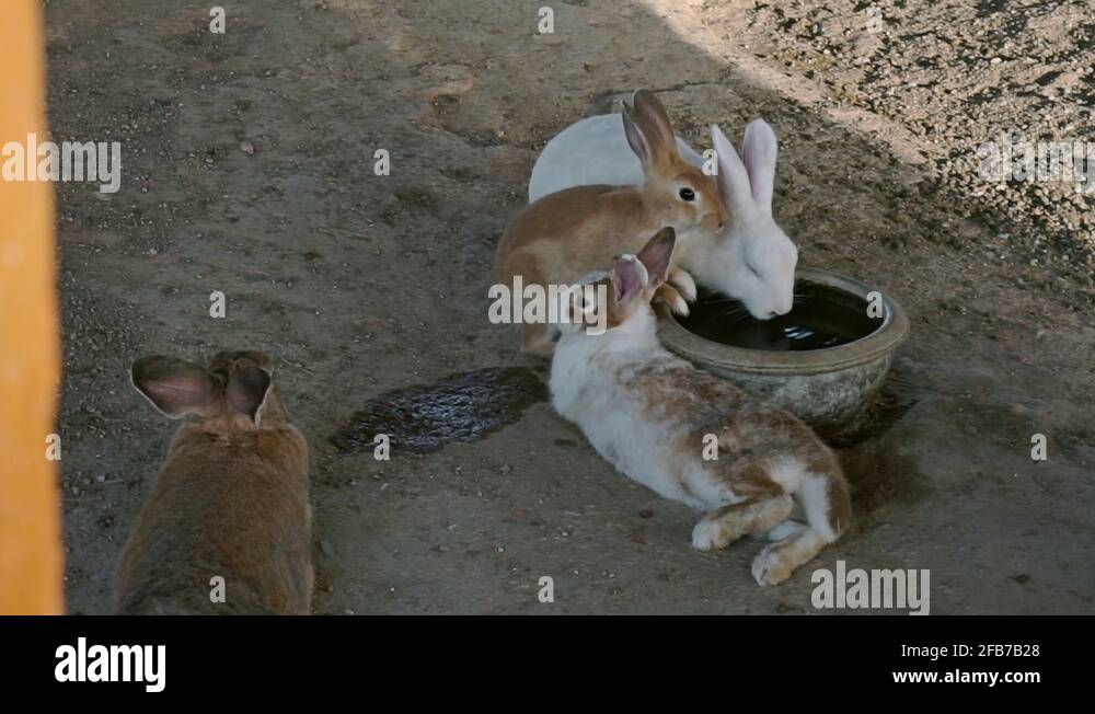Rabbits drinking water Stock Videos & Footage - HD and 4K Video Clips ...