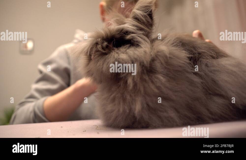 Pet bunny grooming Stock Videos & Footage - HD and 4K Video Clips - Alamy