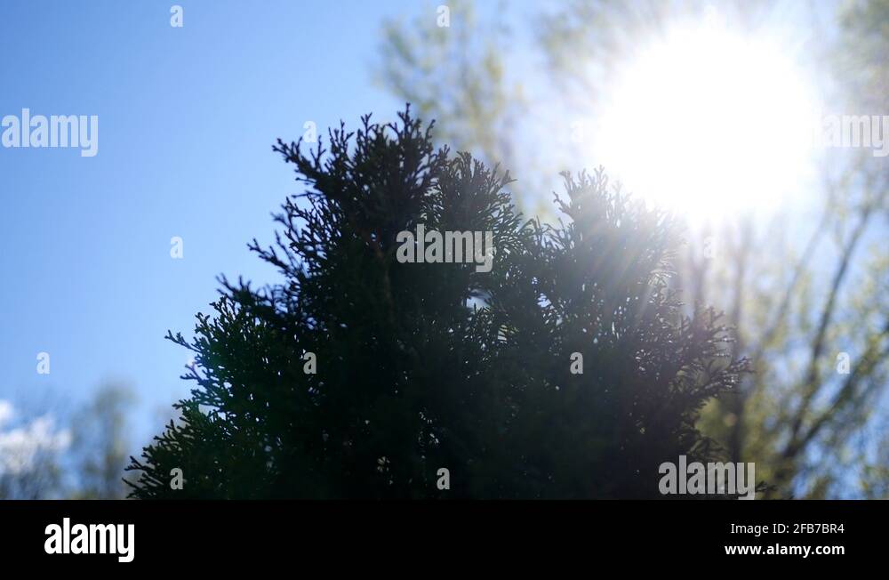 Sun in tree top Stock Videos & Footage - HD and 4K Video Clips - Alamy