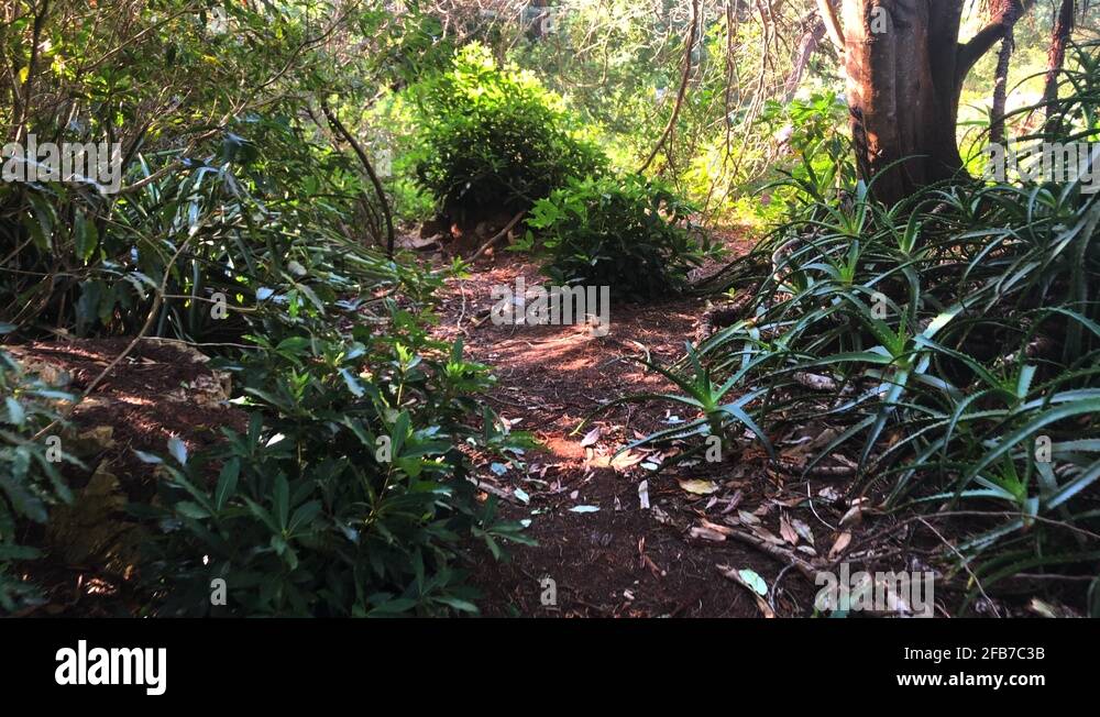 Forest path under beautiful trees Stock Videos & Footage - HD and 4K ...