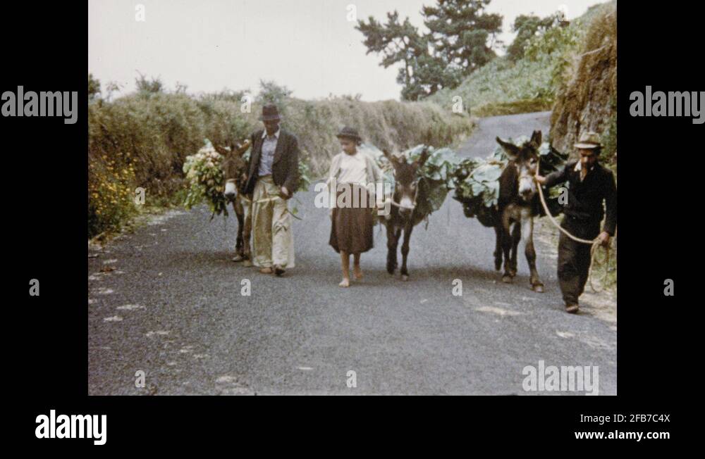 Donkey donkeys mule carrying carry Stock Videos & Footage - HD and 4K ...