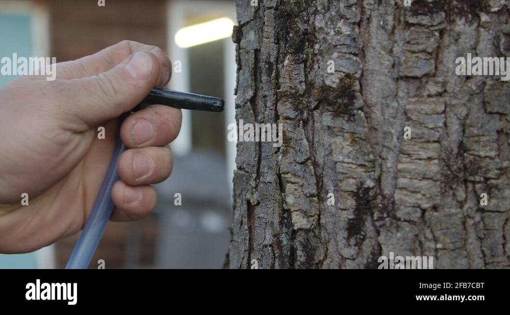 Tapping maple tree Stock Videos & Footage - HD and 4K Video Clips - Alamy