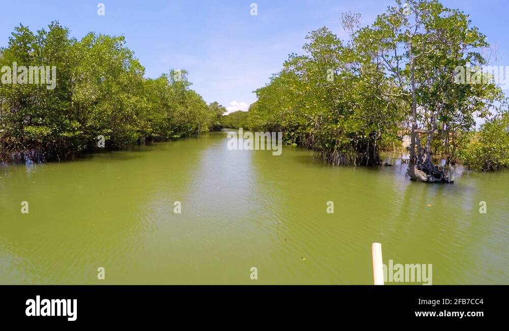 Boat Ride Along A River with Mangroves in Pangasinan, Philippines Stock ...