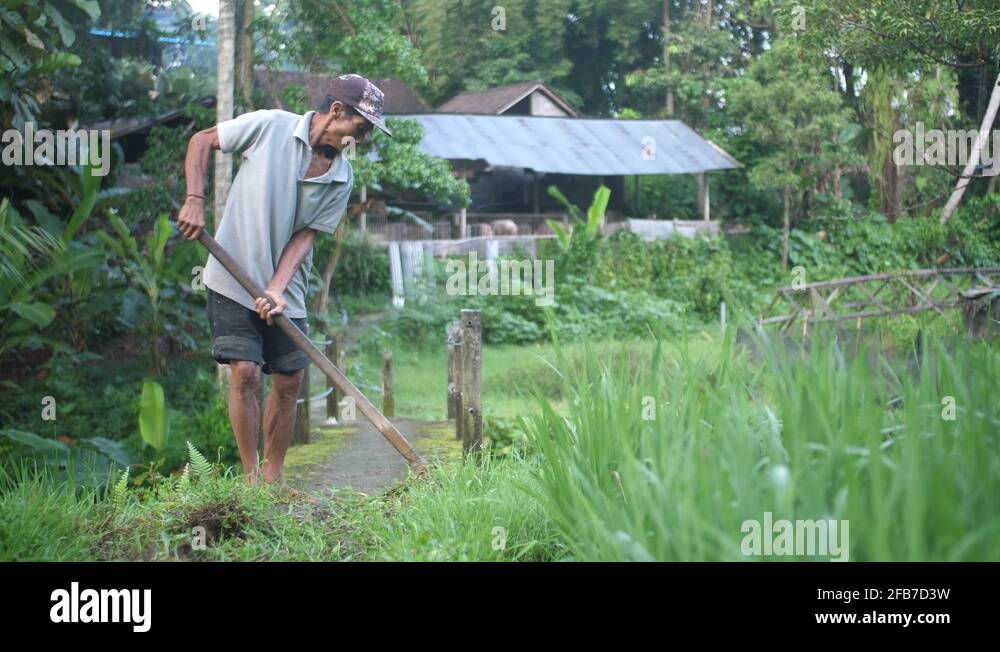 Old man using a hoe to clean walkways along a rice paddy in Ubud, Bali ...