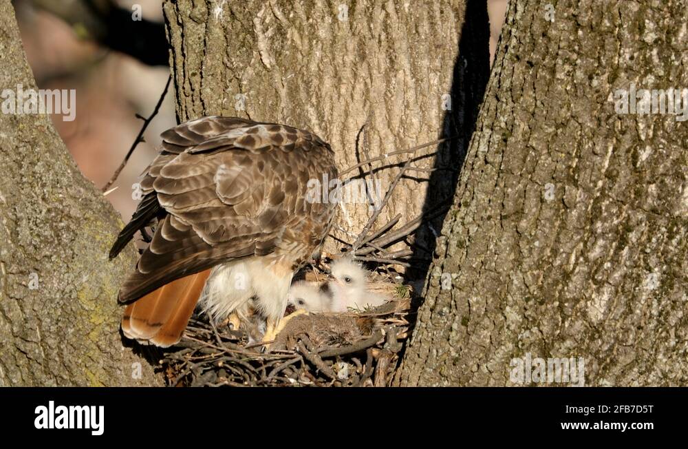 Raptor chicks Stock Videos & Footage - HD and 4K Video Clips - Alamy