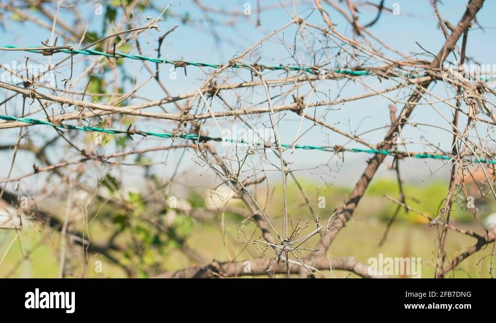Fence post with barb wire and green grass Stock Videos & Footage - HD ...