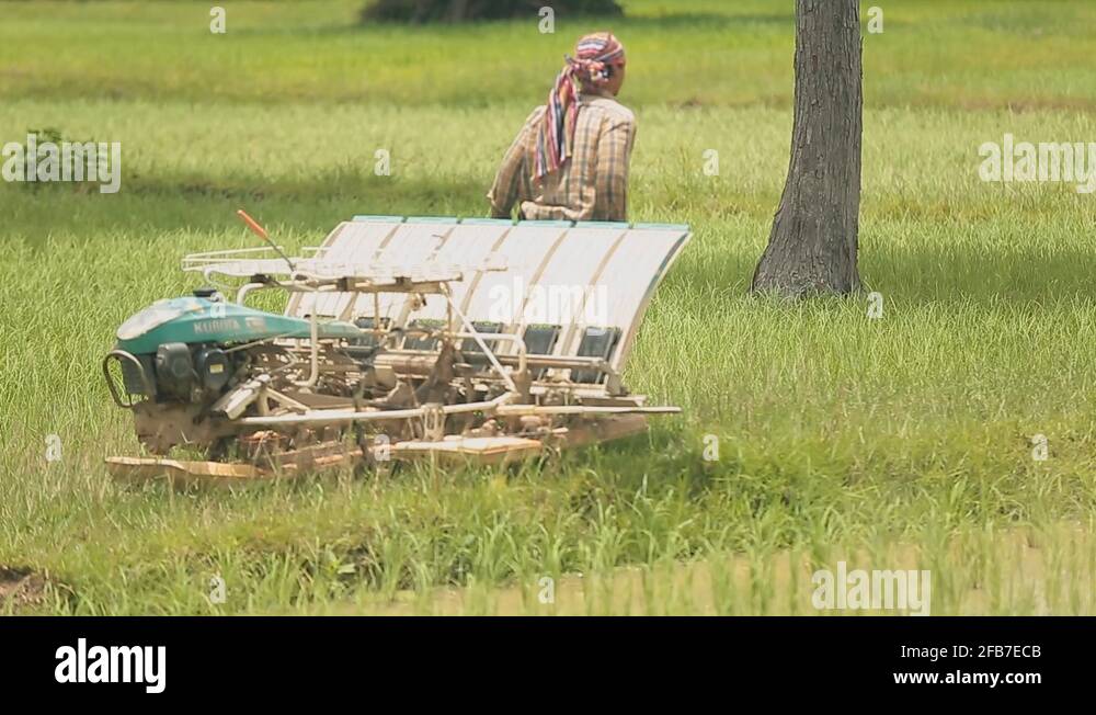 Rice Tractor in Rice Field All Kind of Rice Tractor in Rice Field Stock ...