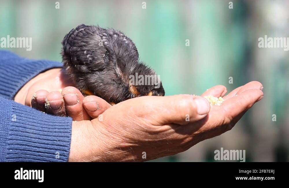 Countryside old man Stock Videos & Footage - HD and 4K Video Clips - Alamy
