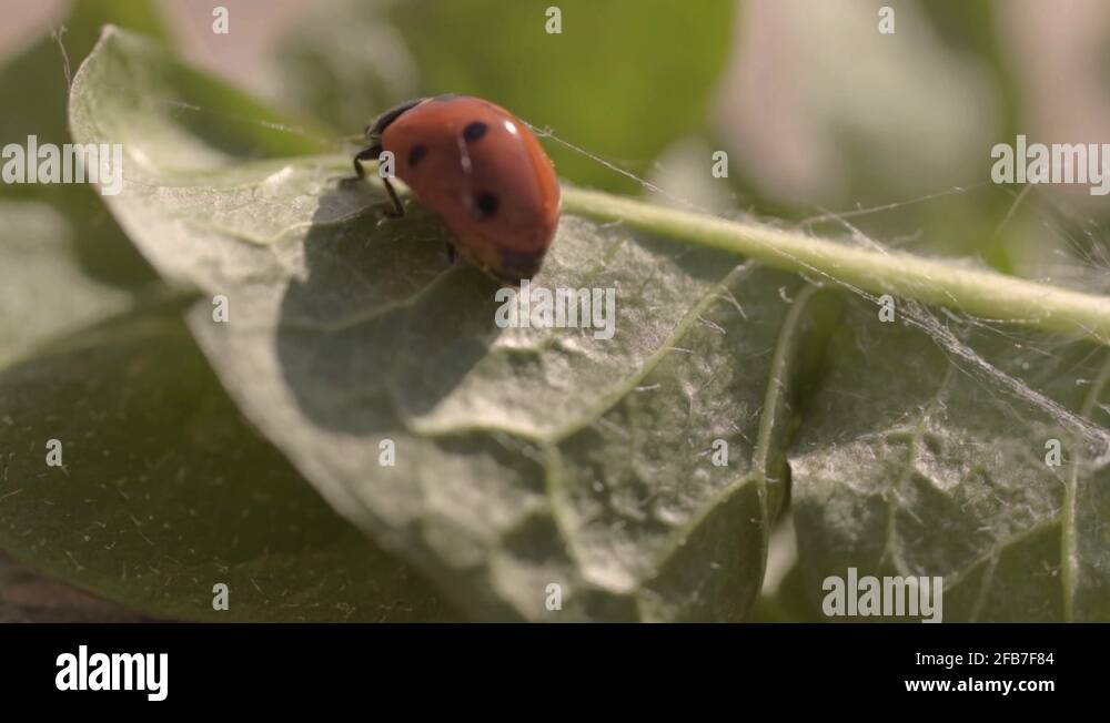 Tangled cobweb Stock Videos & Footage - HD and 4K Video Clips - Alamy