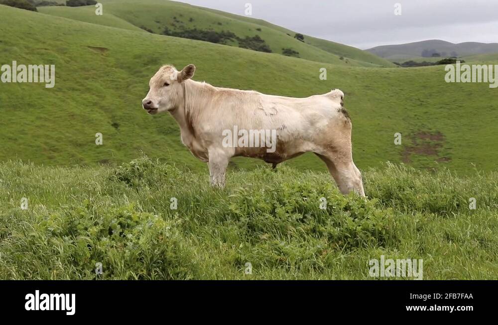 Cow stretching Stock Videos & Footage - HD and 4K Video Clips - Alamy