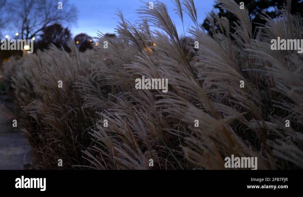 Dusk at the park Stock Videos & Footage - HD and 4K Video Clips - Alamy