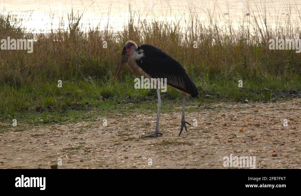 Marabou stork (Leptoptilos crumenifer) walking by Lake Victoria ...