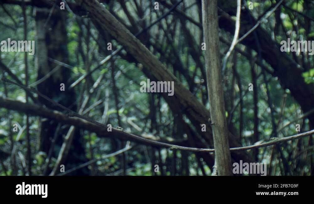 Bug trees Stock Videos & Footage - HD and 4K Video Clips - Alamy