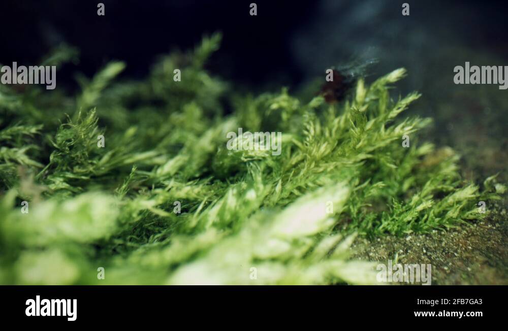 4k Macro Bug Eye View Through Plants Stock Video Footage - Alamy