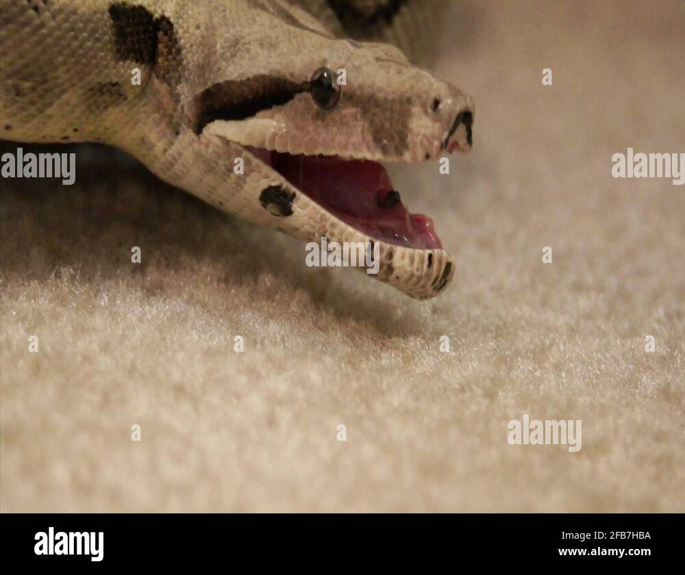 Snake strike poisonous Stock Videos & Footage - HD and 4K Video Clips ...