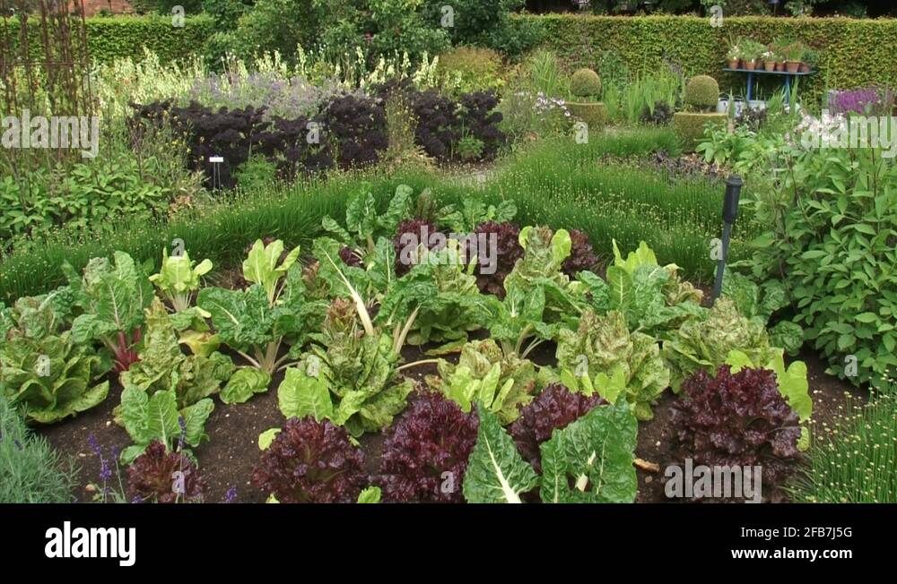 Potager plant Stock Videos & Footage - HD and 4K Video Clips - Alamy
