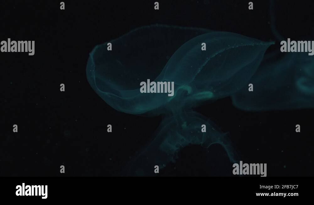 Fixed shot Stock Videos & Footage - HD and 4K Video Clips - Alamy