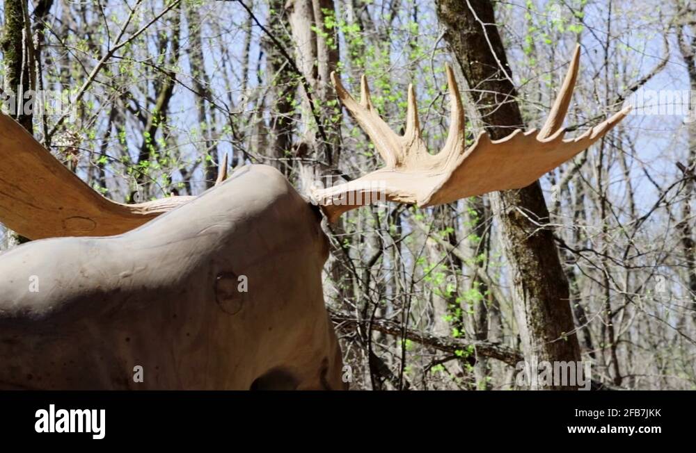 Moose range Stock Videos & Footage - HD and 4K Video Clips - Alamy