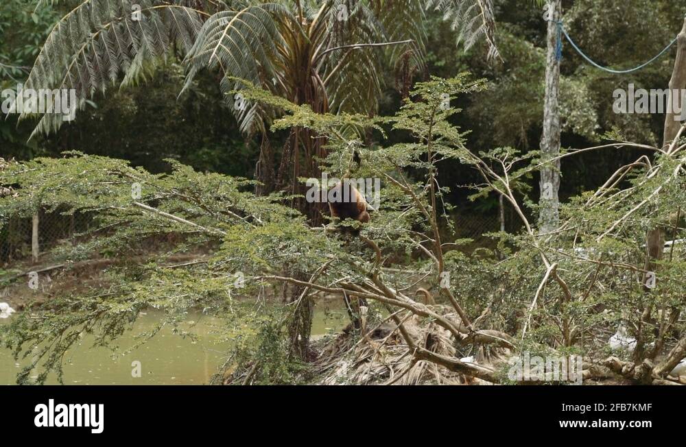 Trees of ecuador Stock Videos & Footage - HD and 4K Video Clips - Alamy