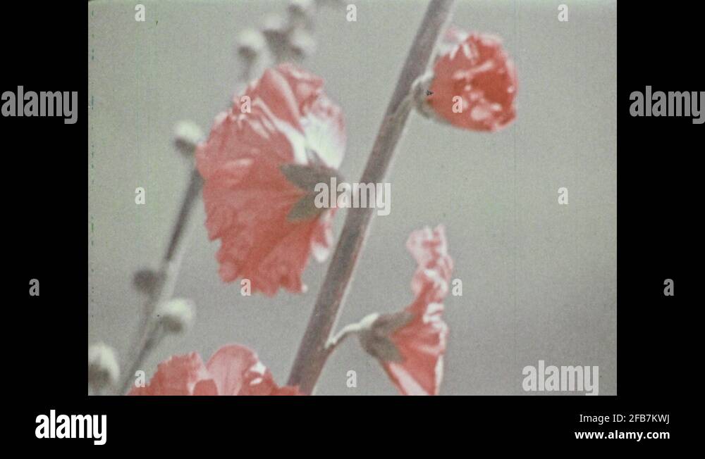 Tilt down flowers Stock Videos & Footage - HD and 4K Video Clips - Alamy