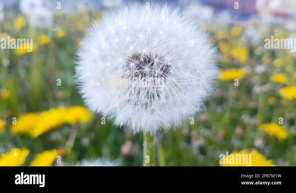 Taraxacum dandelion seedhead flower plant Stock Videos & Footage - HD ...