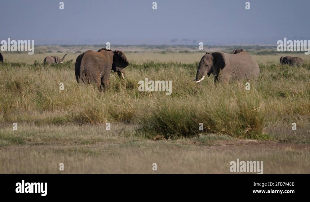 Adult Bull Elephants Before Fight Evaluate And Intimidate Each Other In ...