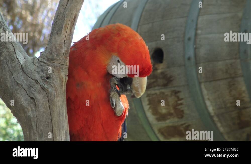 Scarlet macaw in tree Stock Videos & Footage - HD and 4K Video Clips ...