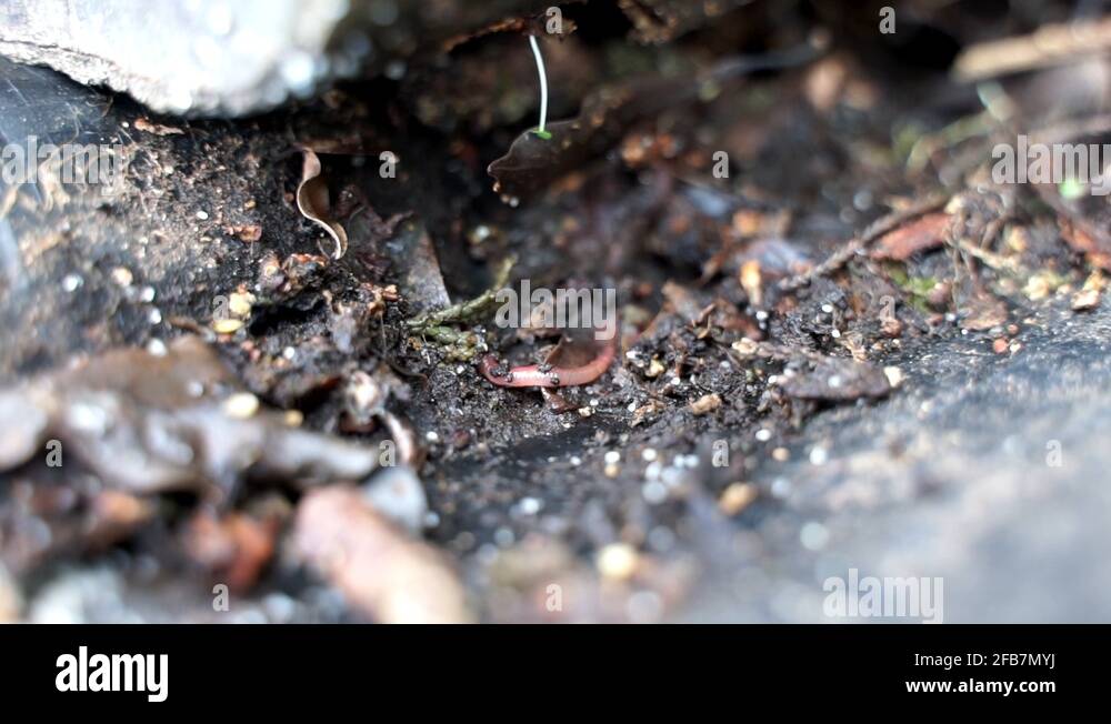 Anatomy of the earthworm Stock Videos & Footage - HD and 4K Video Clips ...