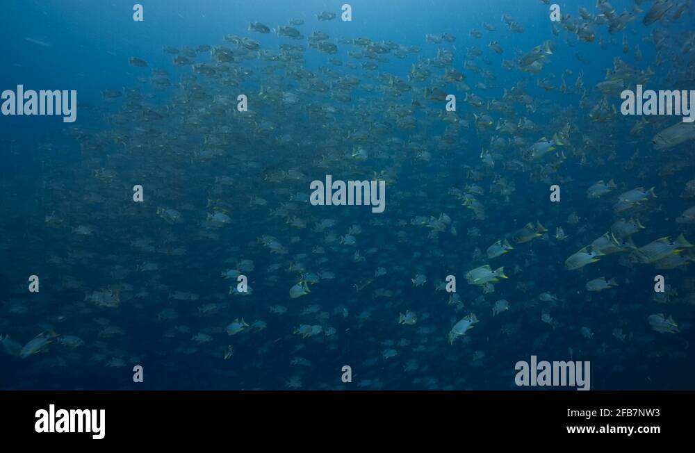 Sail fin Stock Videos & Footage - HD and 4K Video Clips - Alamy