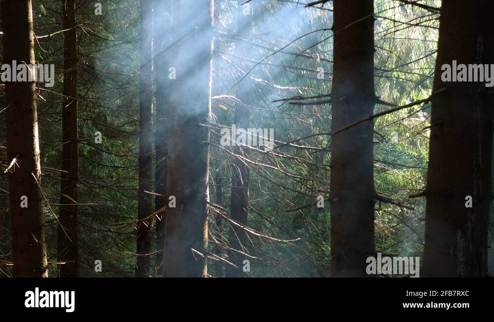 Smoke through the pine trees Stock Video Footage - Alamy