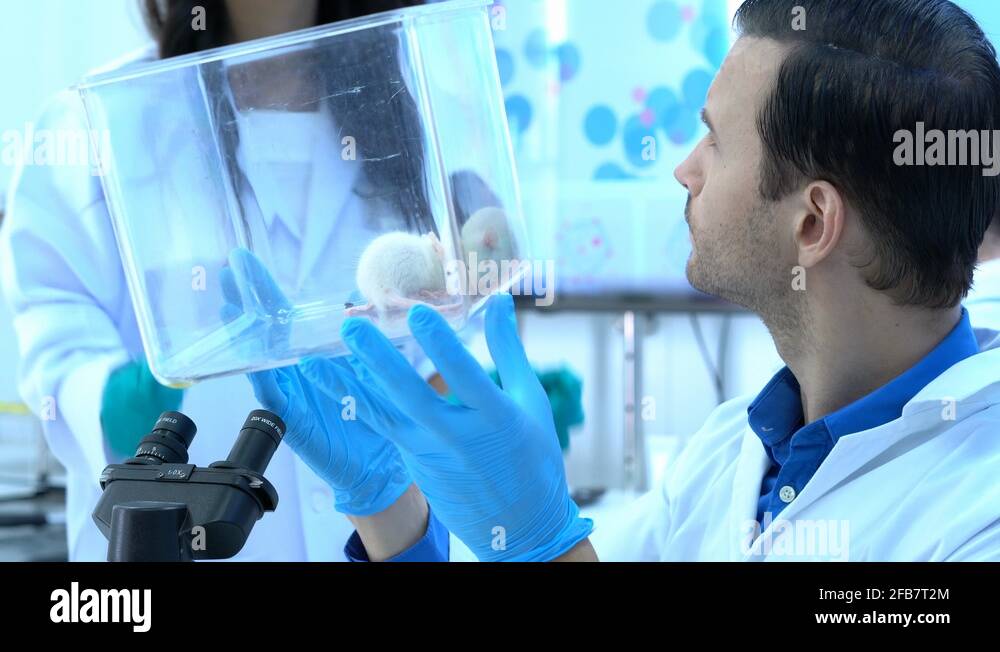 Scientist observing behavior experiment animals in lab. Rats were used ...