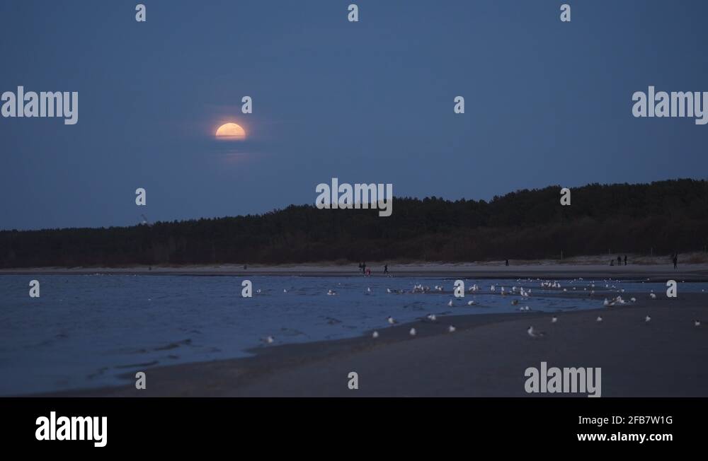 Big huge Moon illuminates the sea with a moon light trail - 4K ...