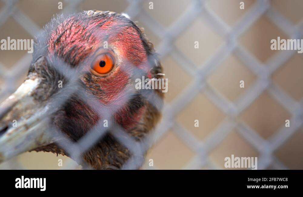 Indian crane Stock Videos & Footage - HD and 4K Video Clips - Alamy