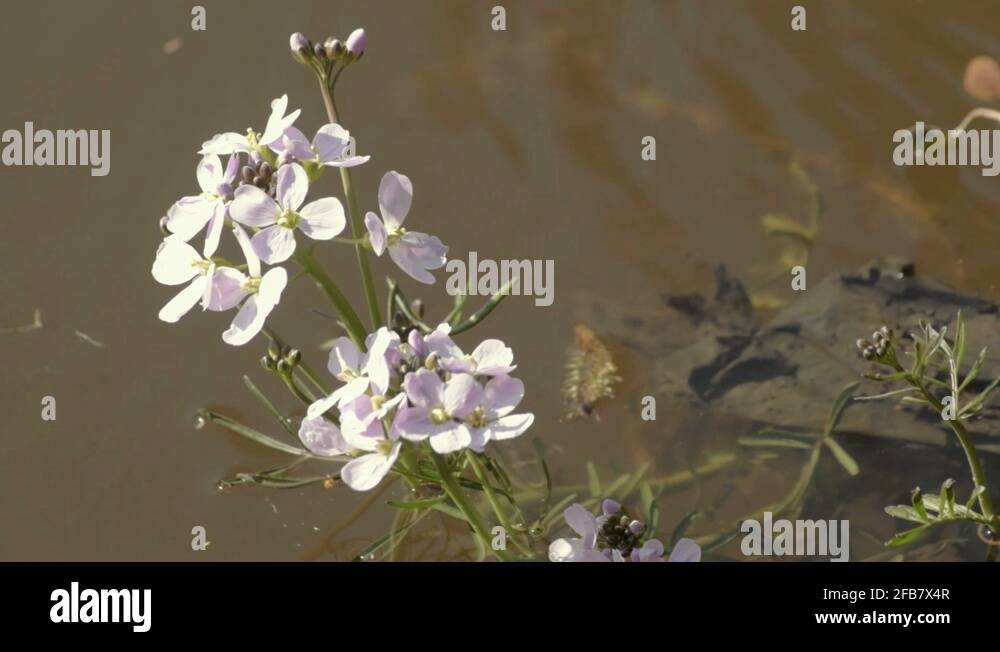 Waterside flowers Stock Videos & Footage - HD and 4K Video Clips - Alamy