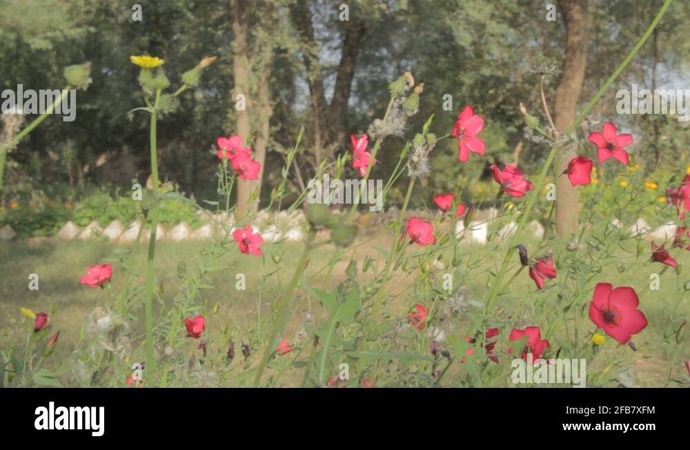 Pakistan flowers Stock Videos & Footage - HD and 4K Video Clips - Alamy