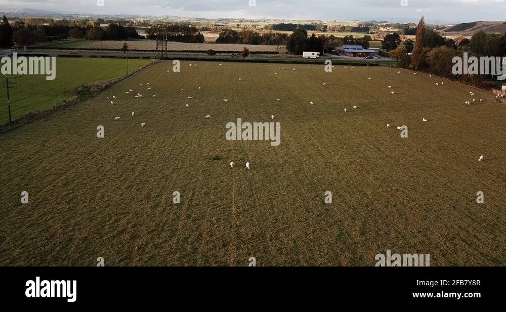 Grazing patterns Stock Videos & Footage - HD and 4K Video Clips - Alamy